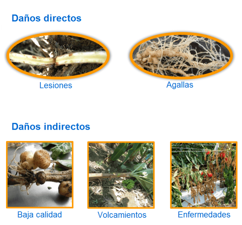 Nematodos, la amenaza oculta de los cultivos | Mi Cultivo con Bayer