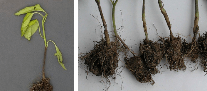 Damping-off en hortalizas | Mi Cultivo con Bayer