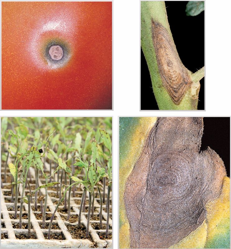 Control de tizón temprano en hortalizas | Mi Cultivo con Bayer