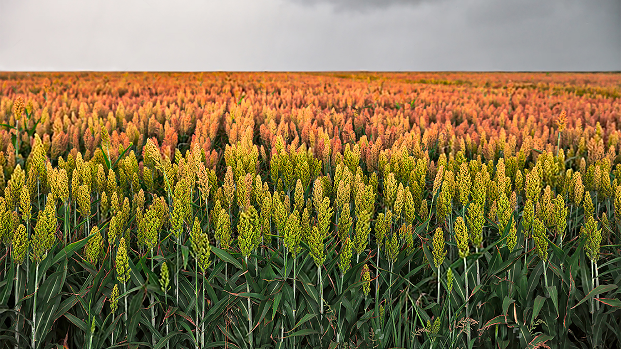 Sorgo | Mi Cultivo con Bayer